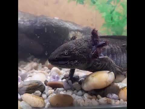 Axle our Axolotl - YouTube