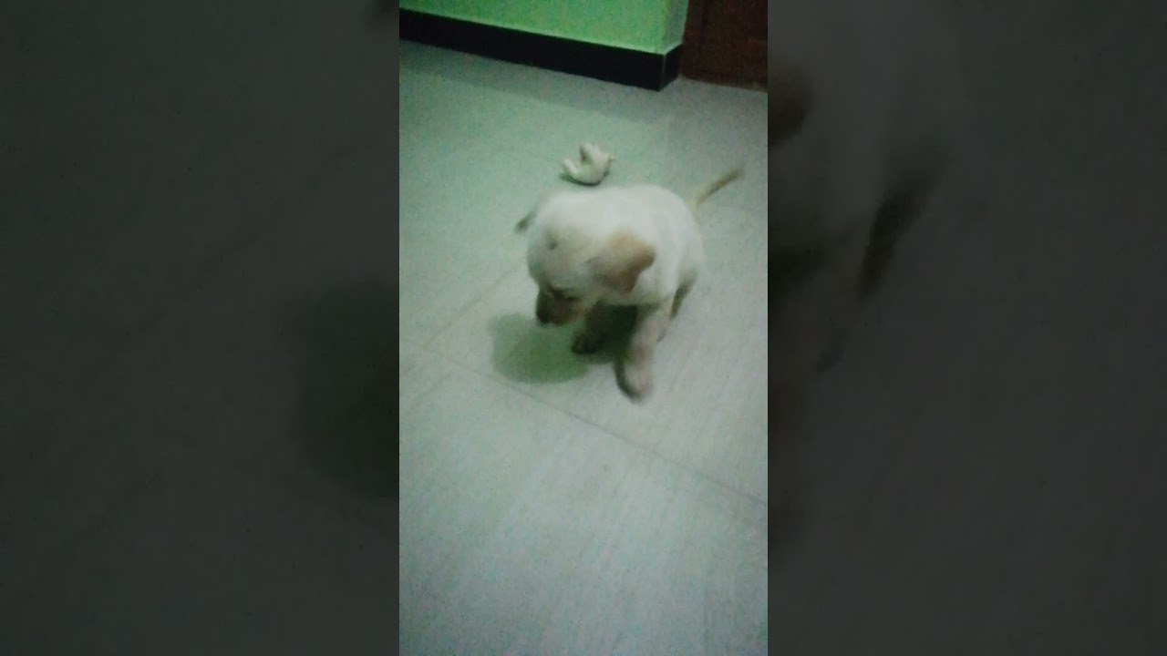 Labrador Joyce - #dawnthelr #labrador #Labrador_retriever - YouTube