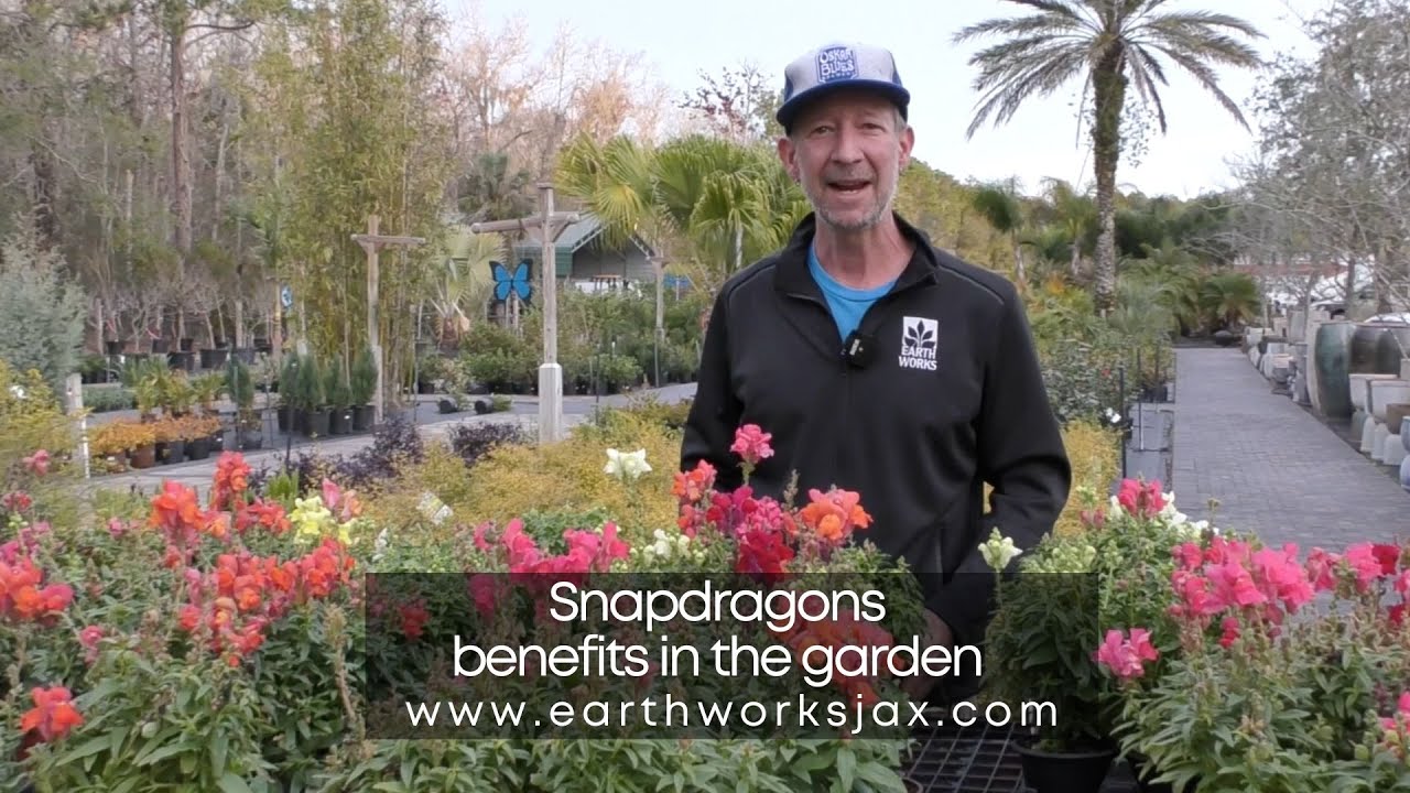 Snapdragons Benefits in the Garden - YouTube