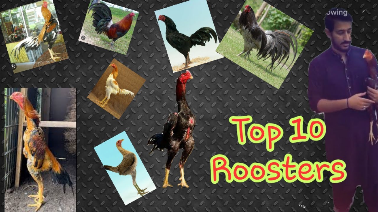 Top 10 Breeds of Gaming Roosters - YouTube