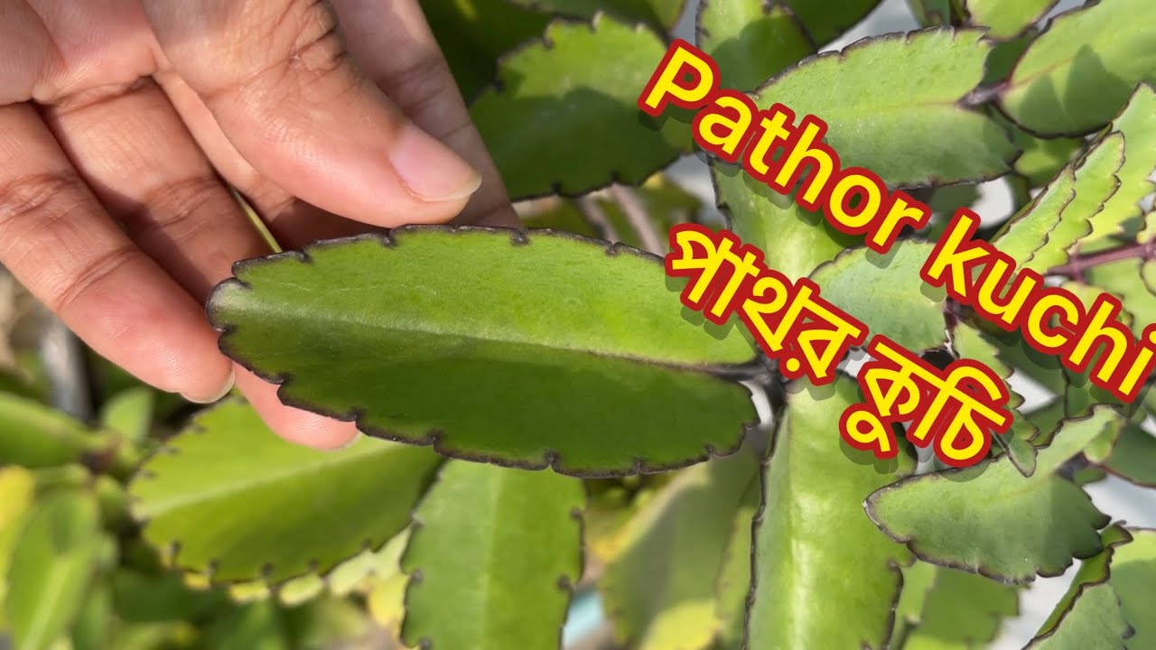pathor kuchi- indoor plant - YouTube