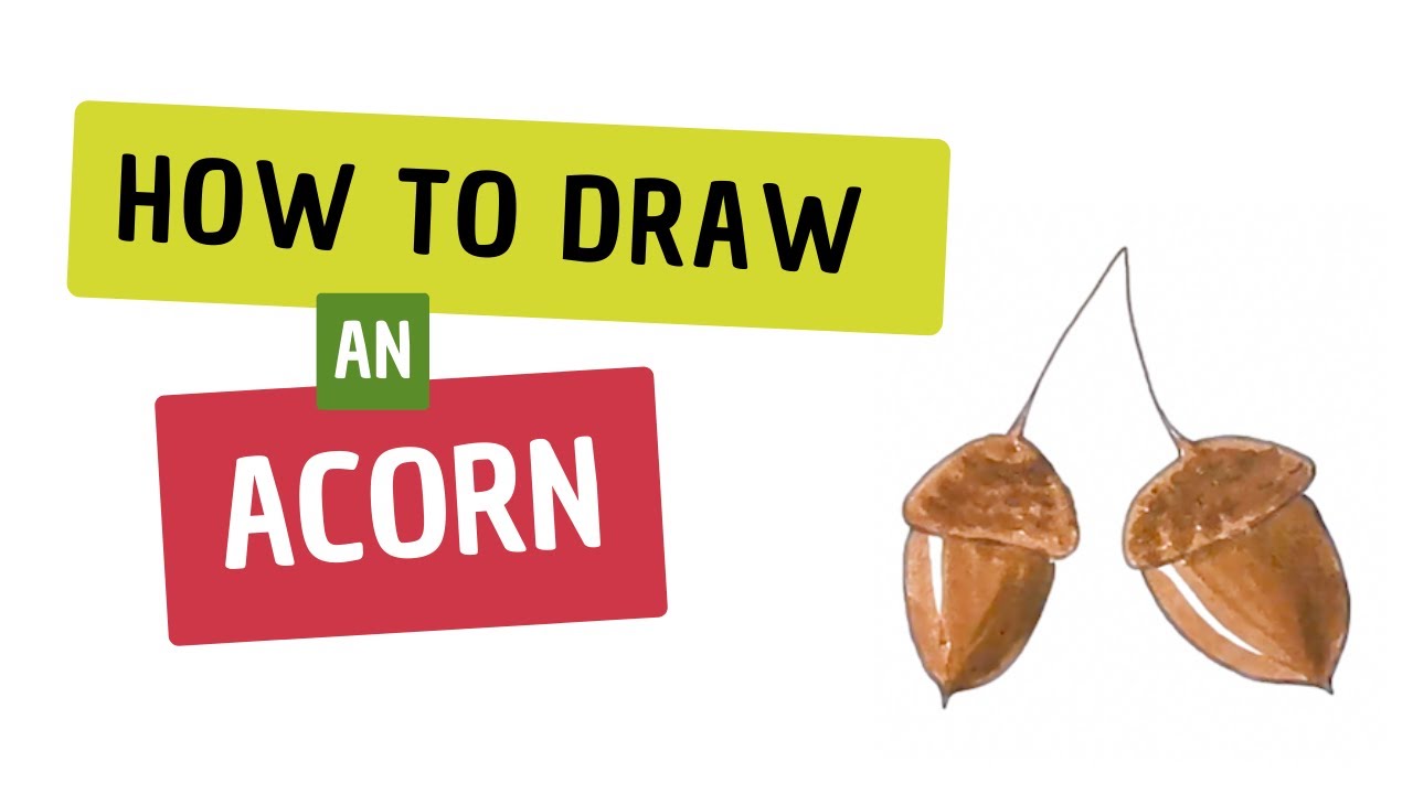 How To Draw an Acorn | A Step-by-Step Acorn Drawing Guide for Kids ...