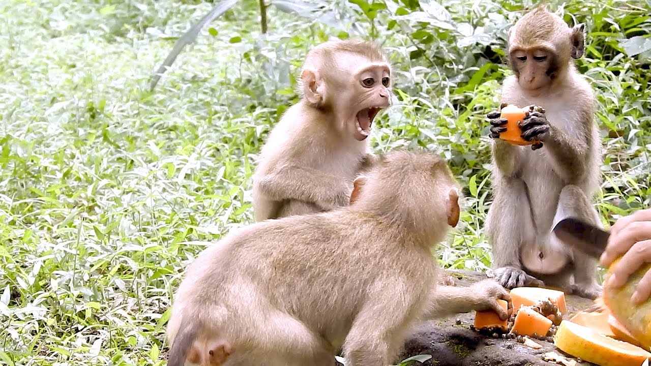 Very clip pitiful baby monkeys sovana eating papaya alot of - YouTube