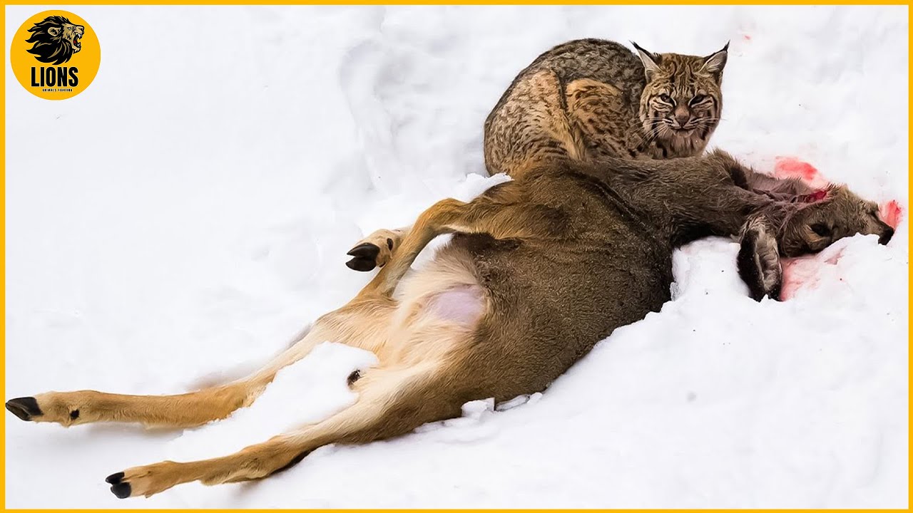 Most Brutal Attacks By Wild Cats Caught On Camera (Bobcat, Ocelot, Lynx ...