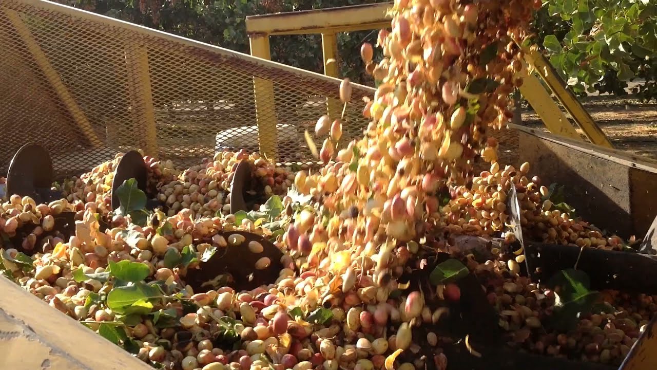 Kerman Pistachio Harvest - Richgrove, CA - YouTube