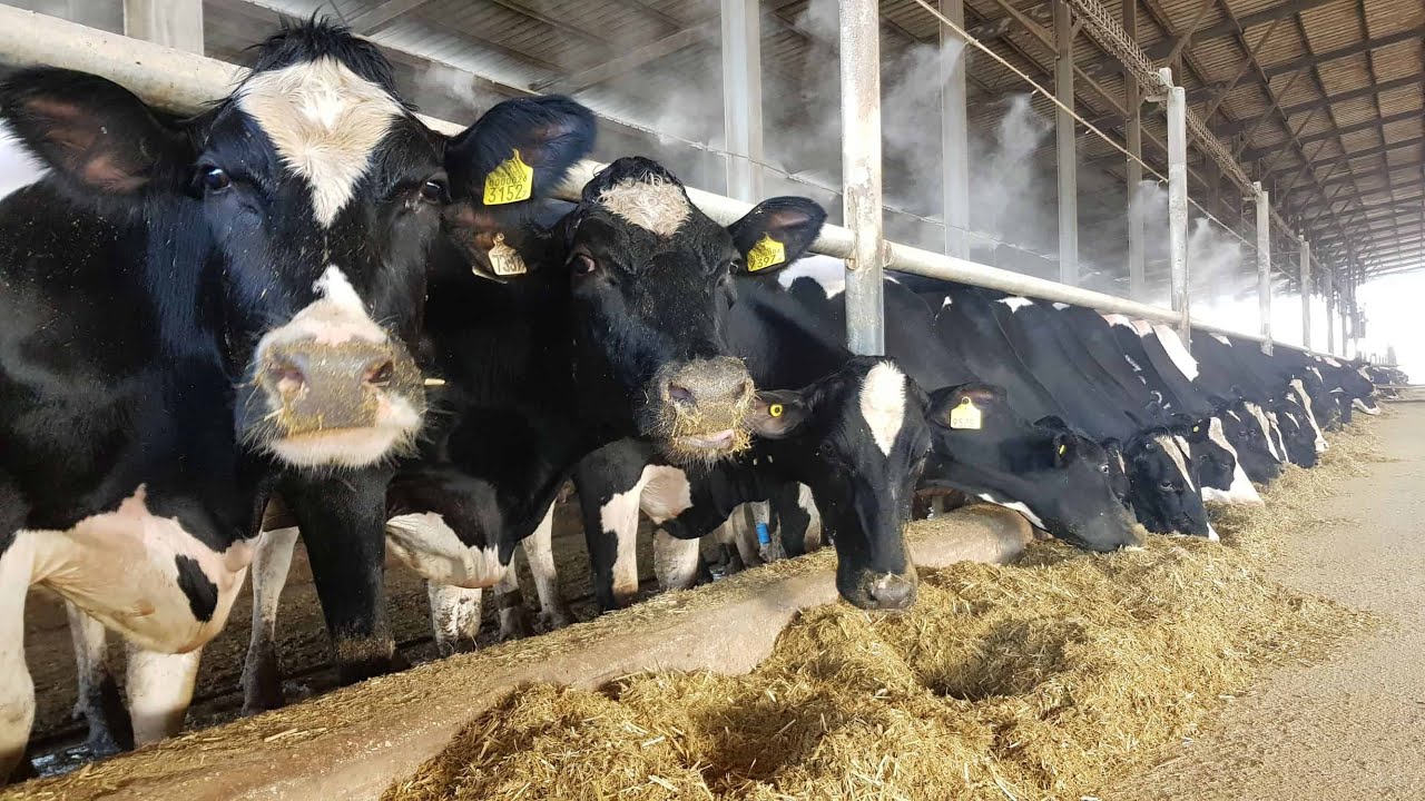Cow Farm ...