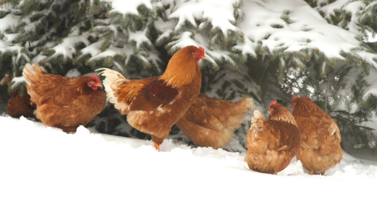Winter Care for Backyard Chickens! - YouTube