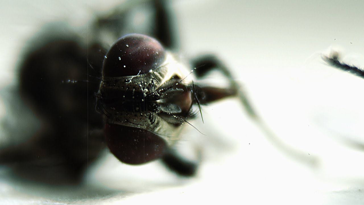 Freaky Fly (4K Ultra HD Resolution) - YouTube
