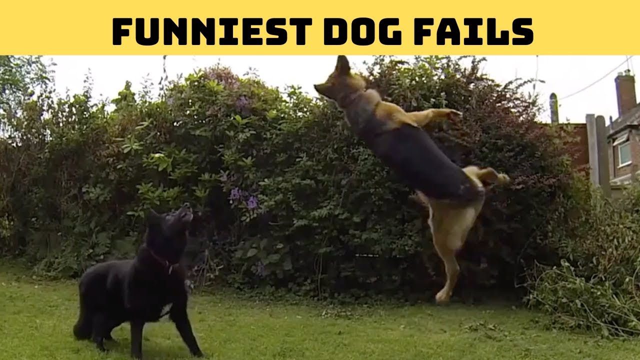 Try Not To Laugh At This Funniest Dog Fails Video Compilation - YouTube