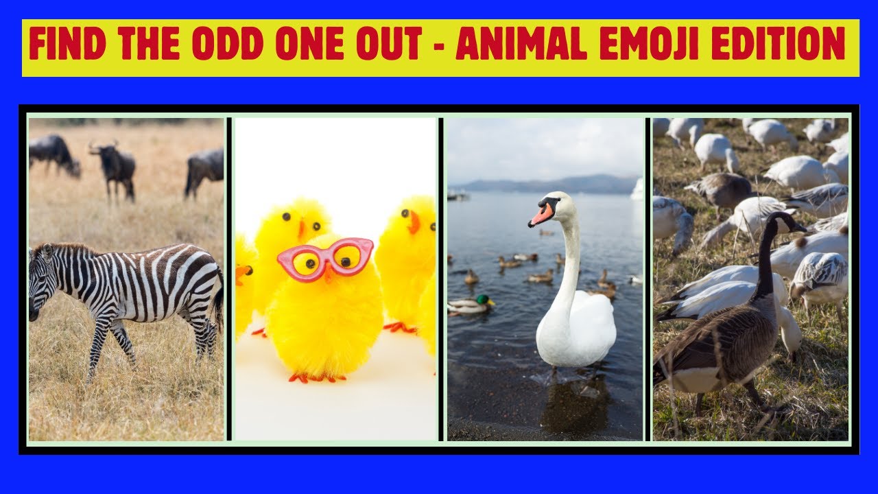 Odd One Out Animal 🦁🦉 | Find the Odd One Out | Eye Test 🔍|Animal Emoji ...