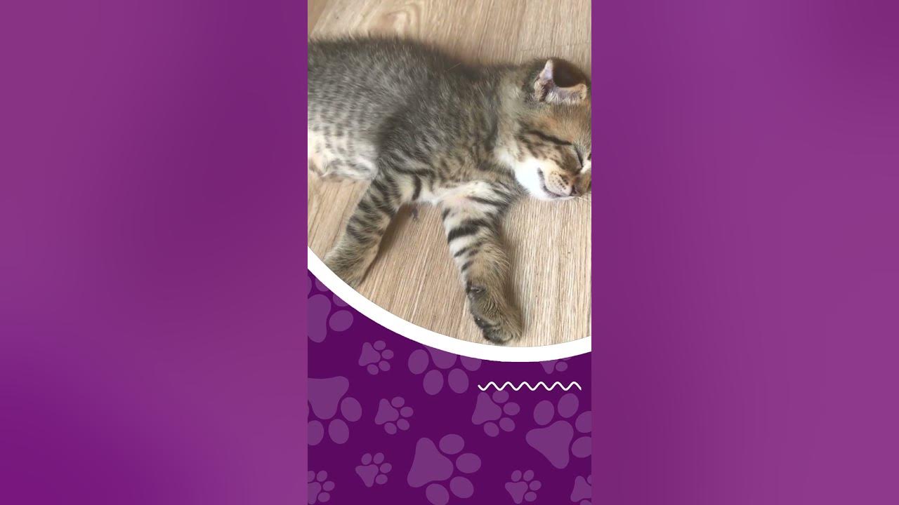 Why It s Essential To Have A Cat In Your Life shorts cat YouTube why-it-s-essential-to-have-a-cat-in-your-life-shorts-cat-youtube