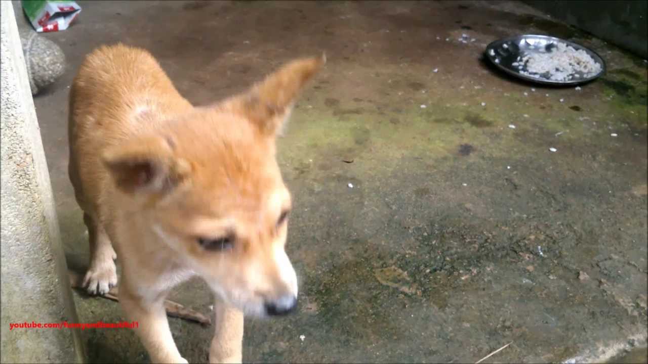 Dog keep on barking at the new puppy, a stray dog - YouTube