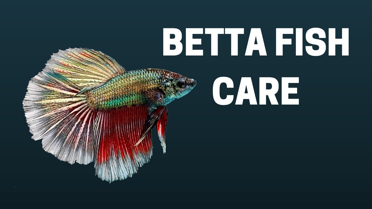 HOW TO CARE FOR A BETTA FISH - YouTube