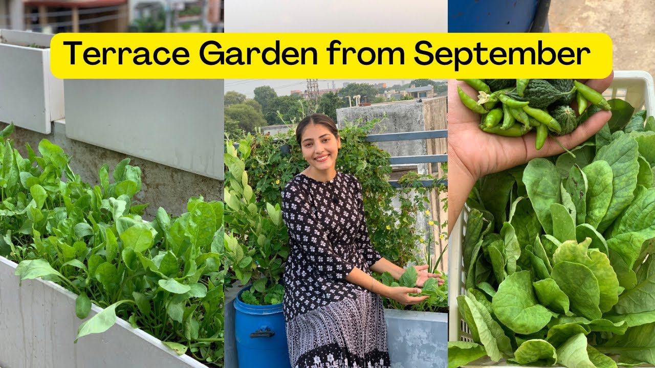 How does @haryali_by_cherie terrace garden look in the month of ...