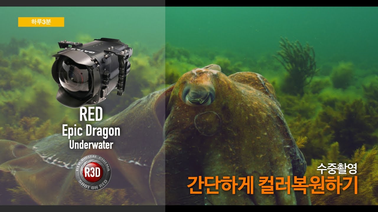 하루 3분: 수중촬영 간단하게 컬러복원하기/Cuttlefish/R3D/RED Epic Dragon - YouTube