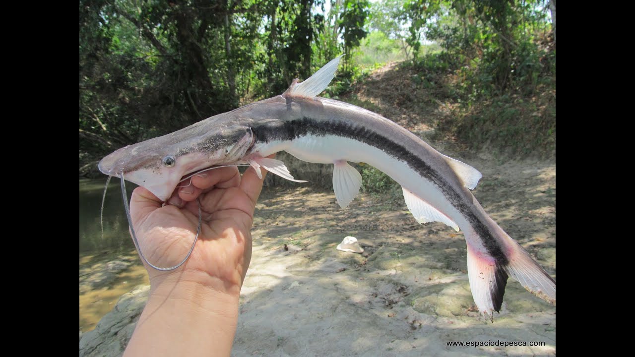 Pesca de Bagre Blanquillo (Sorubim cuspicaudus) en el Rio La Miel, San ...