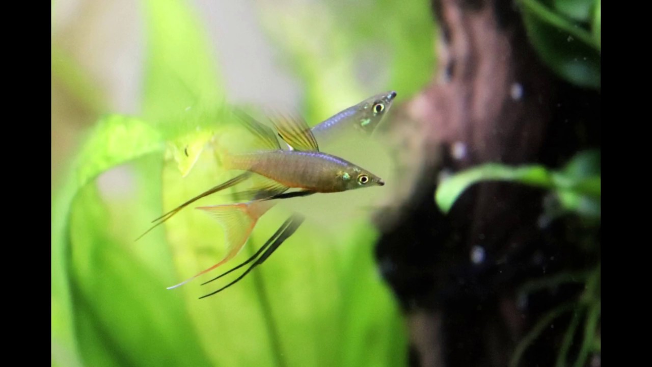 Forktail and Threadfin Rainbowfish - YouTube