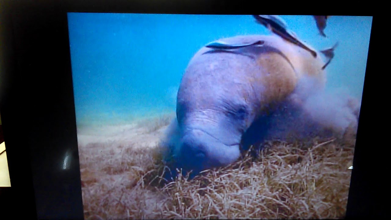 Playing Game 11 of bEqual Madagascar Trivia DVD Game - YouTube