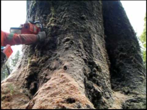 falling the giants- west coast tree falling - YouTube