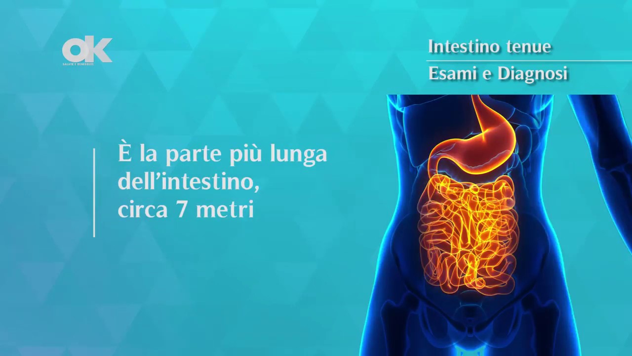 Intestino Tenue