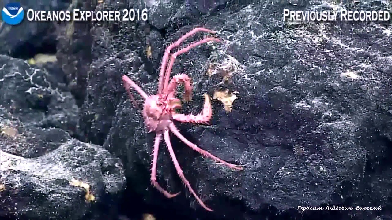 Okeanos 2016 Deep Discoverer ROV 01 Первые впечатления First ...