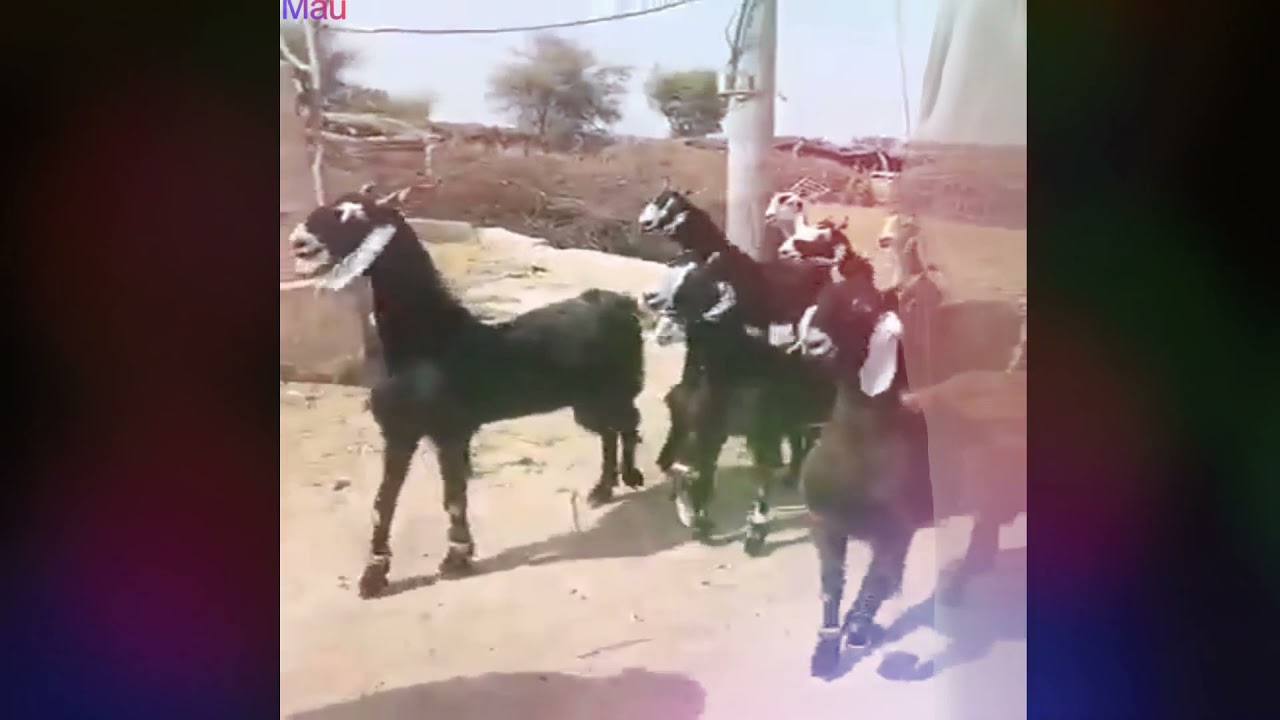 cabras con flow - YouTube