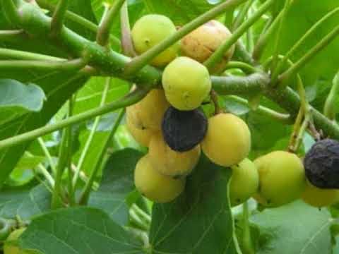 LUAR BIASA!! Inilah Manfaat Daun Jarak, Biji Buah Jarak dan Getah Pohon ...