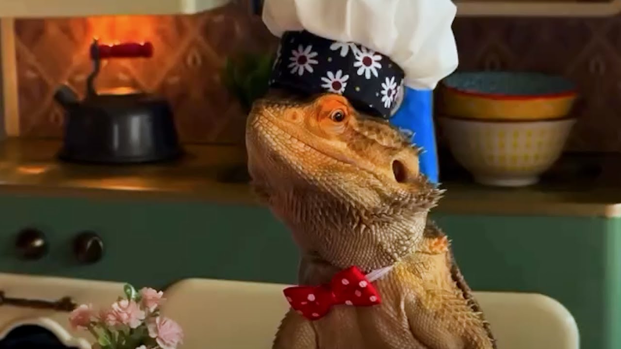 Chef Lizards Cook Yummy Food | The Koala - YouTube