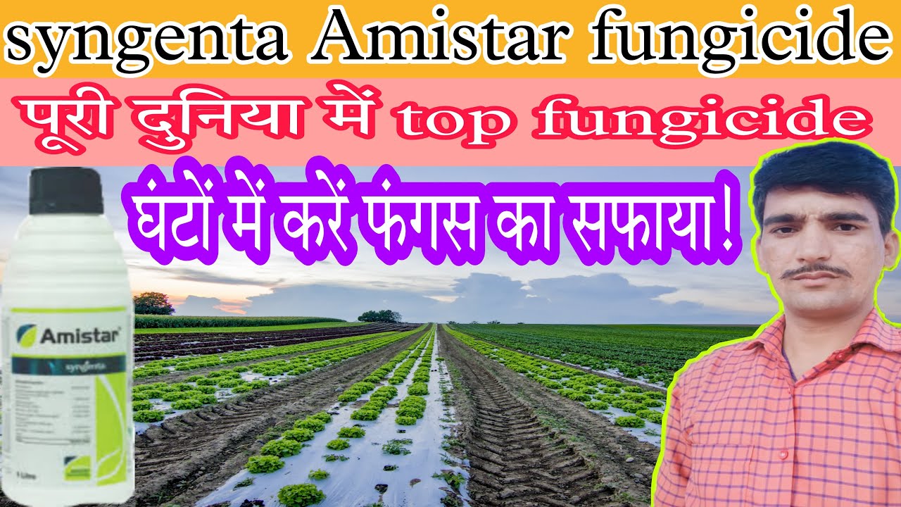 one of the top fungicide in the world/amistar fungicide uses ...