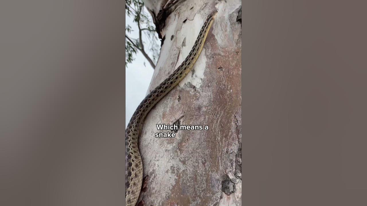How snakes climb trees! - YouTube