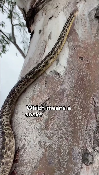 How snakes climb trees! - YouTube