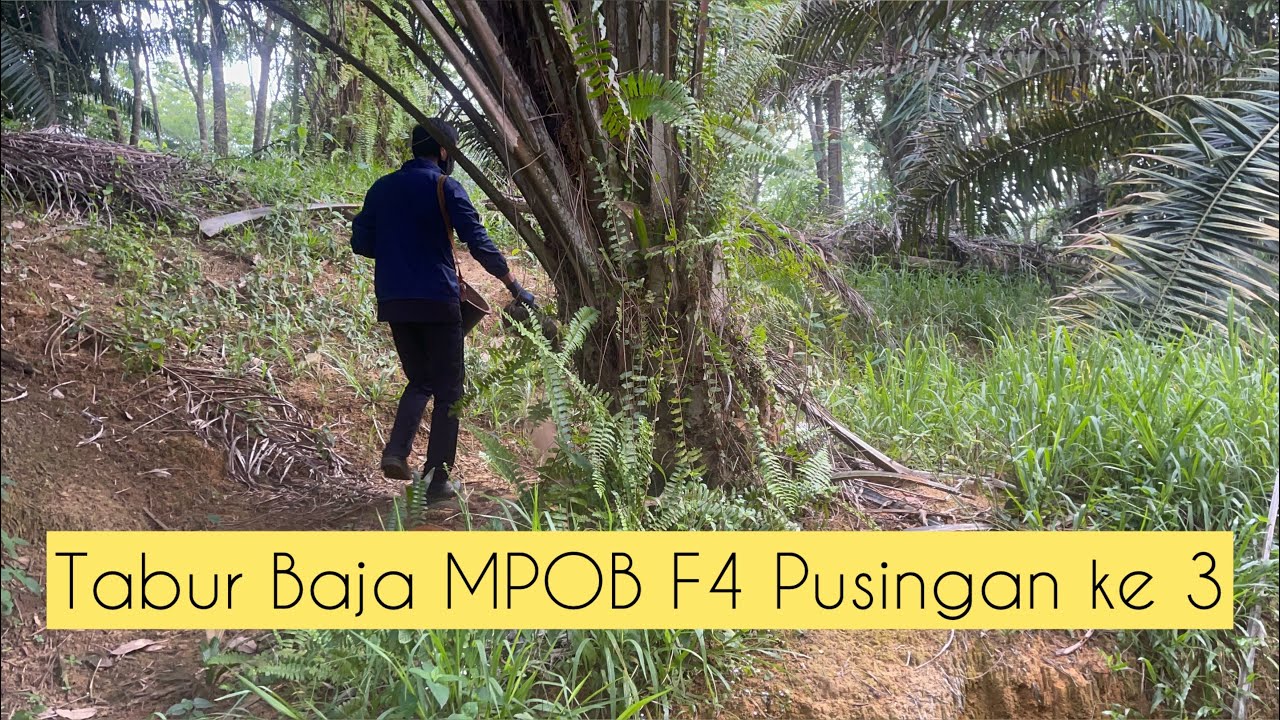 Operasi Tabur Baja MPOB F4 Pusingan Ke-3 di 31 Ekar Kebun Sawit - YouTube