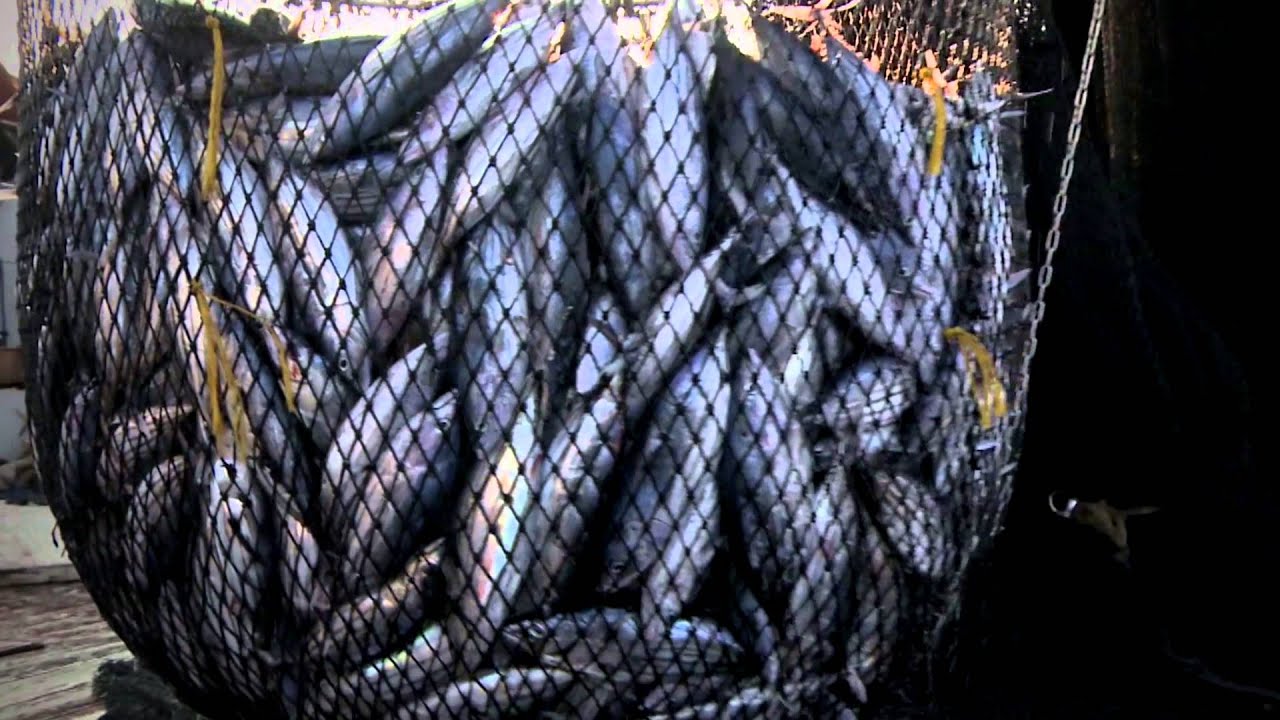 STOP THE DEMAND, Breaking the cycle of the Manta Ray Trade - YouTube
