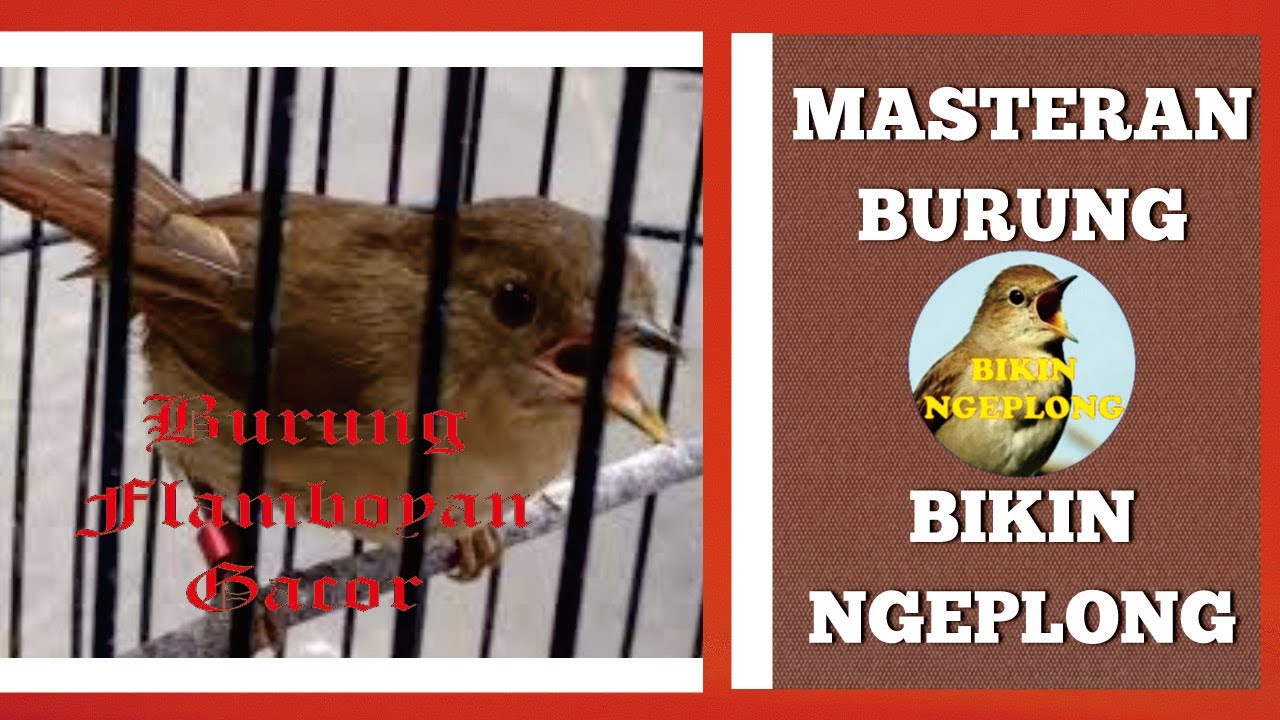 Burung Flamboyan Suara Nyaring Volume Mantul - YouTube
