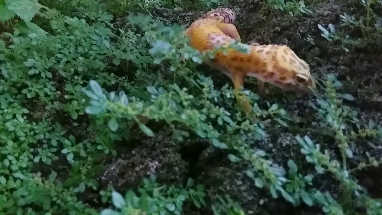 Rare footage captured of a wild Leopard Gecko - YouTube