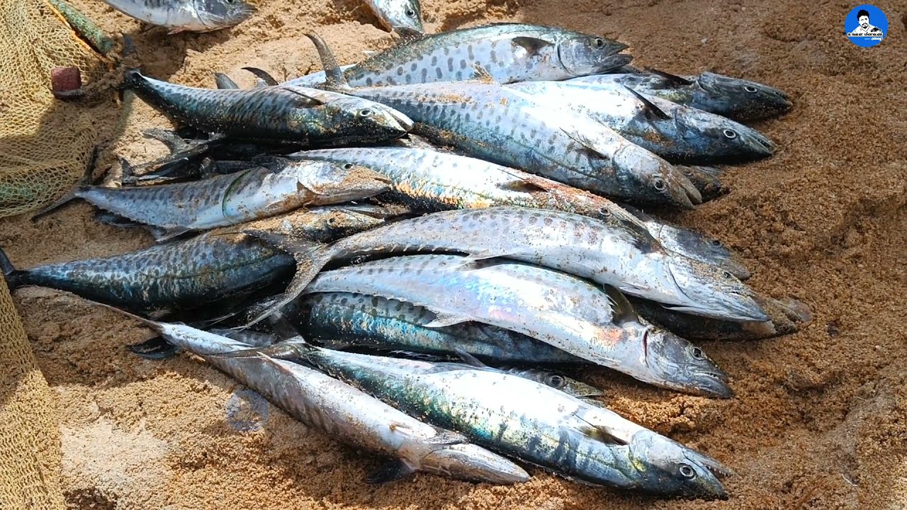 கரையோரம் கரைவலை இழுத்ததில் இவ்வளவு வஞ்சரம் மீன்களா? | Bulk Vanjaram ...