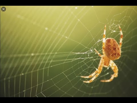How spider hunt fly - YouTube