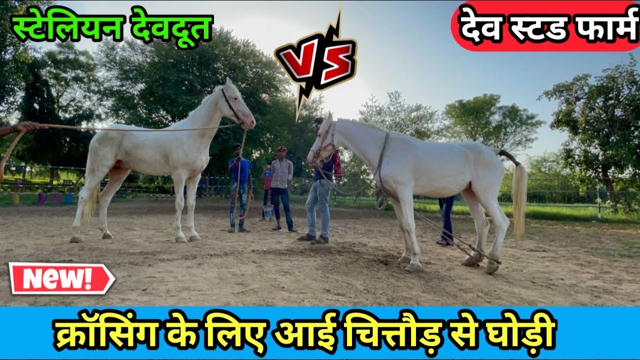 HORSE COVERING || MARE FROM CHITTORGARH - YouTube