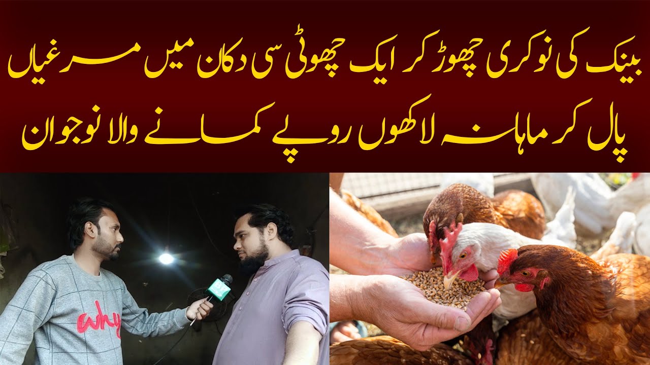 Smart Hen Farm At Home || Small Business Idea Hen Farming in Pakistan ...