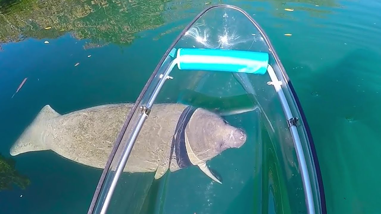 CANOA TRANSPARENTE - YouTube