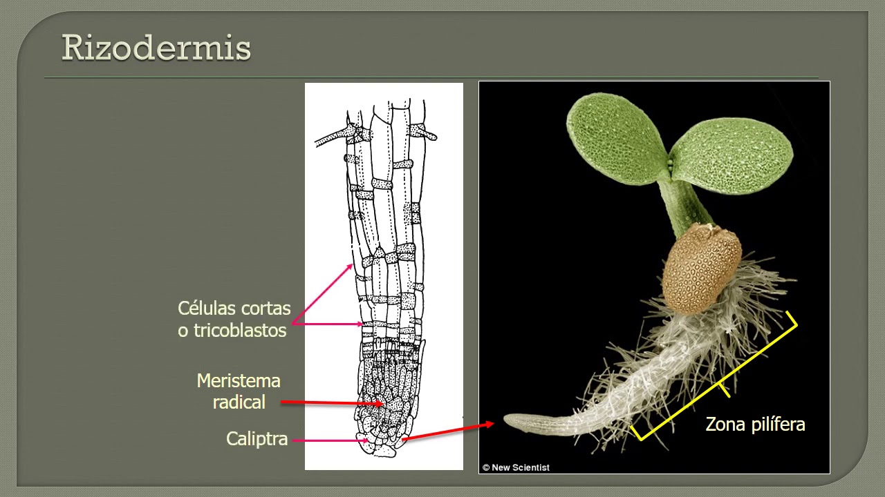 Unidad 19. Anatomía de raíz: Rizodermis y córtex (1° de 3 vídeos ...