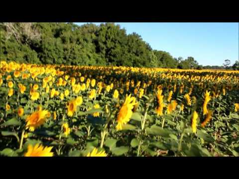 Where Is The Sunflower Field In Yellow Springs Ohio