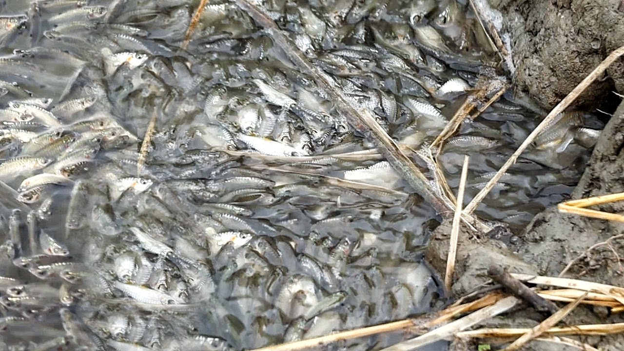 Belive This Tiny Fish Catching Technique|Unbelievable Huge Tiny Fish ...