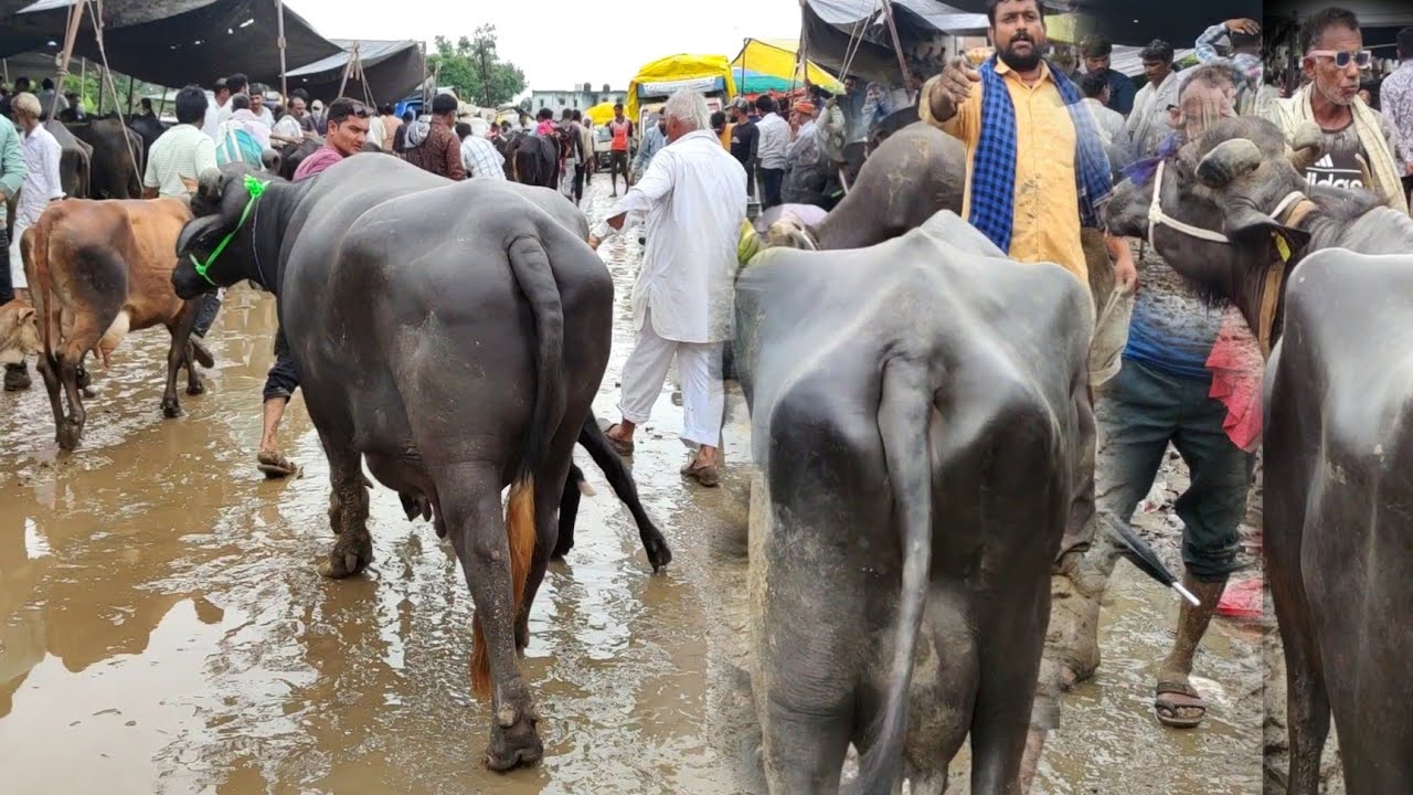 1 अगस्त #देपालपुर मुर्रा भैंस की कीमत #depalpur mp buffalo Mandi भारी ...