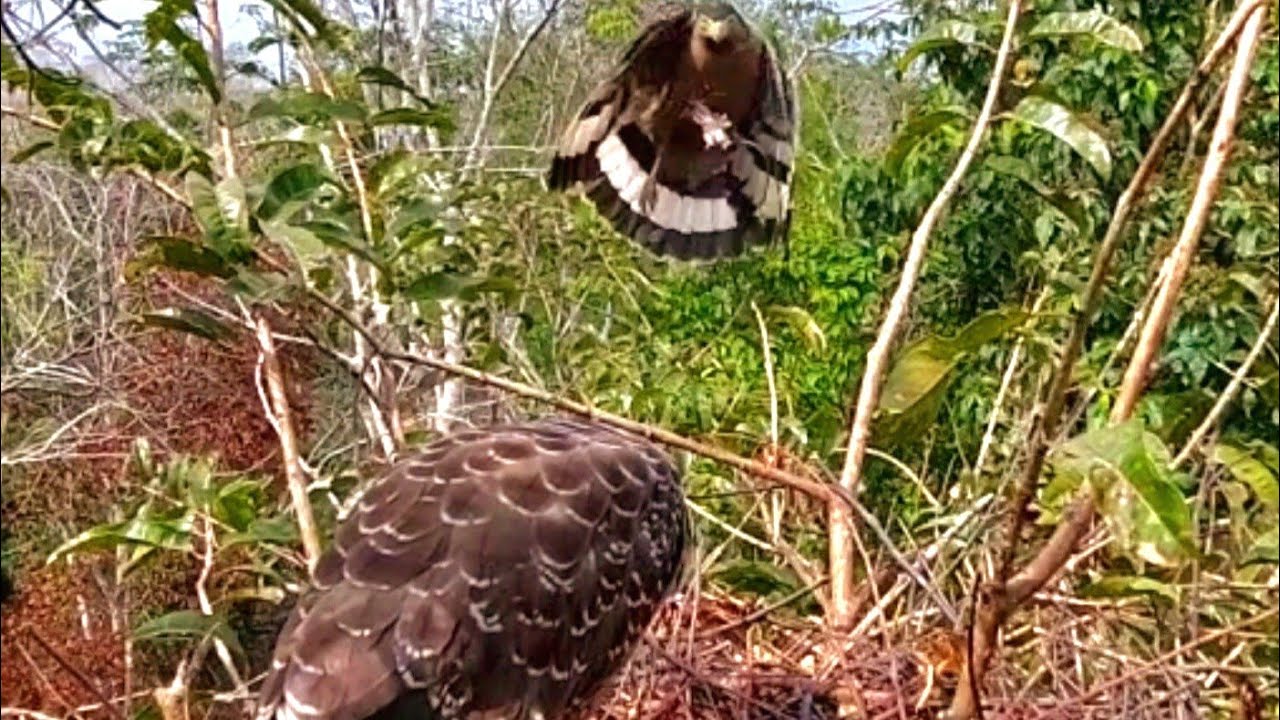 INILAH SARANG BURUNG ELANG GANAS DI ALAM LIAR - YouTube