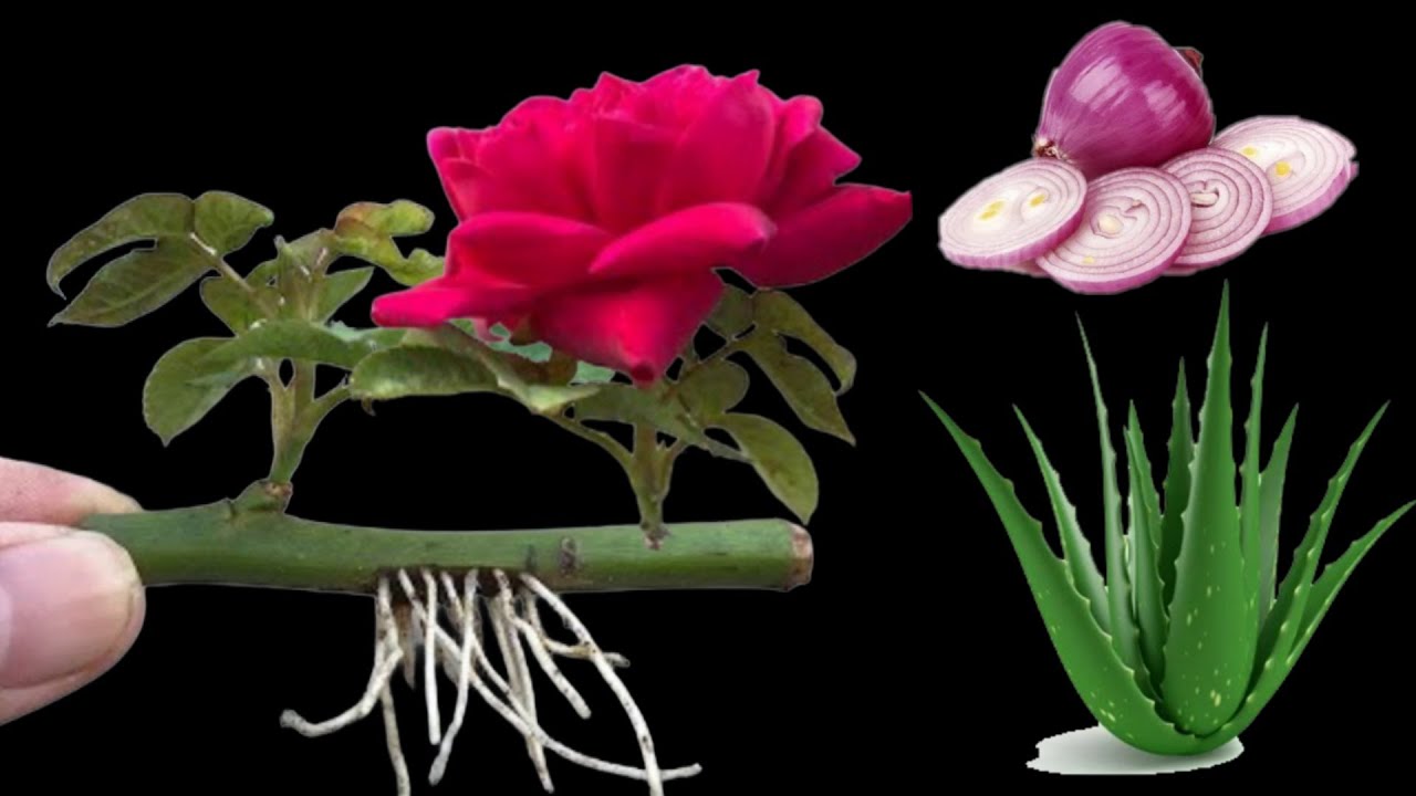 Tips for Planting Rose Stems Using the Falling Technique for More ...