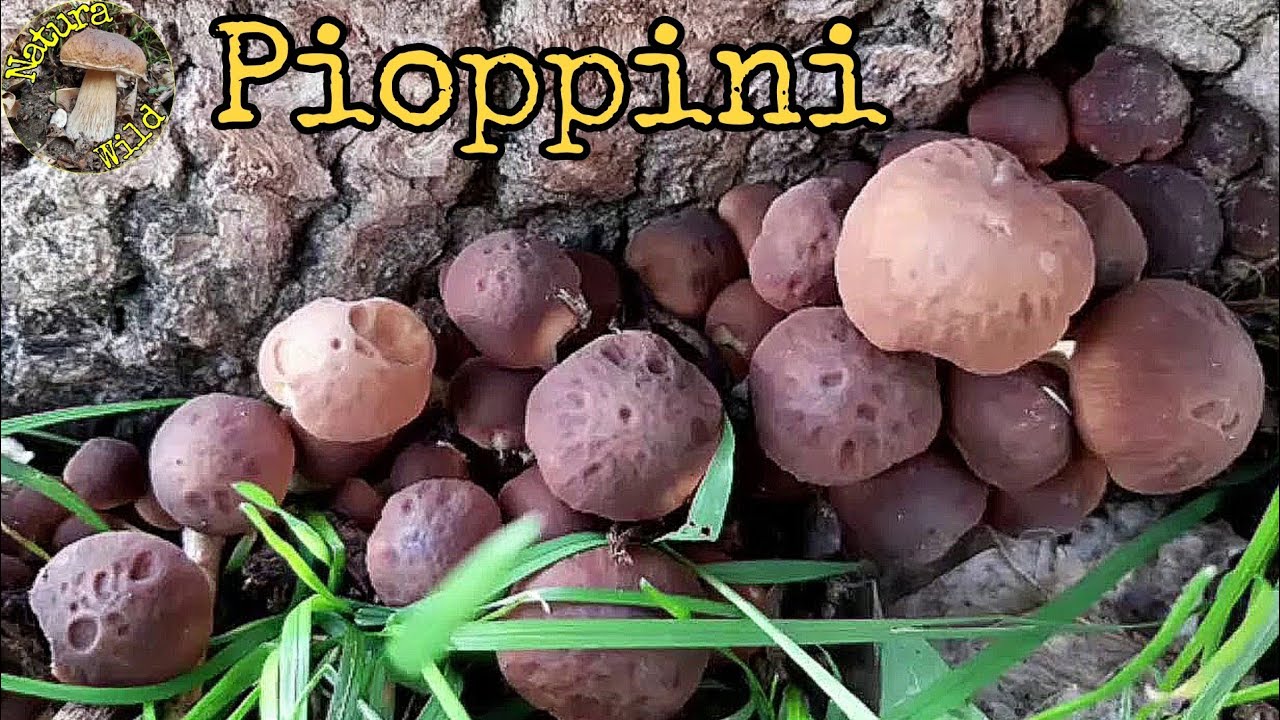 Funghi Pioppini (Agrocybe aegerita) 🍄‍🟫 - YouTube