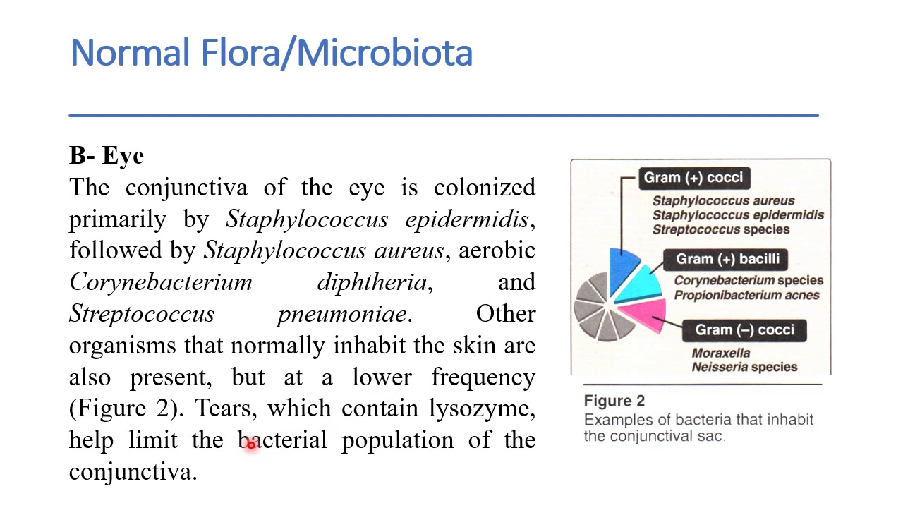 Lec 8 Normal Flora/Microbiota - YouTube