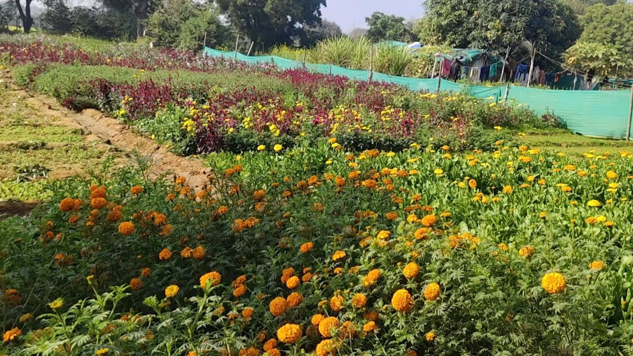 Rajokri ke khet #gardening #flowers - YouTube