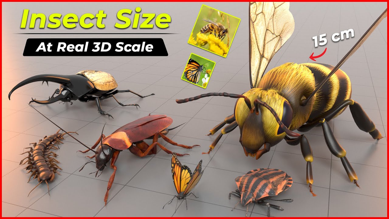 Insect Size Comparison (3D Real Scale) | Size Comparison | Insect Size ...
